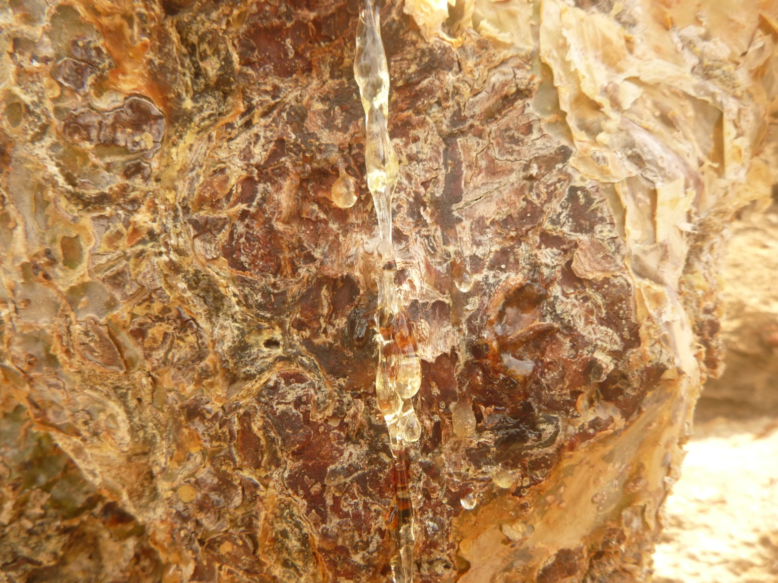 Harvesting Region and Frankincense - Boswellness